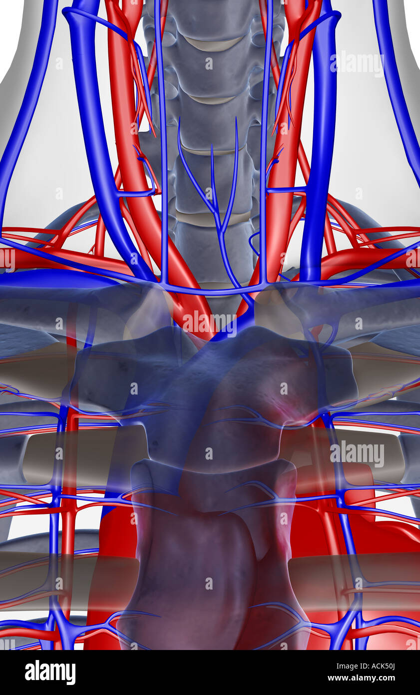 Blood Supply Neck Stock Photos & Blood Supply Neck Stock Images - Alamy