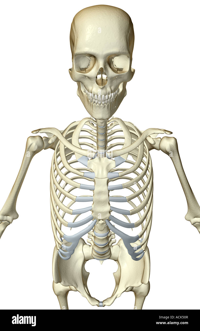 The bones of the upper body Stock Photo - Alamy