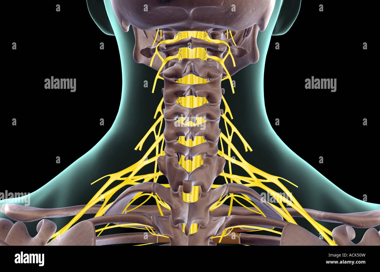 The nerves of the neck Stock Photo - Alamy