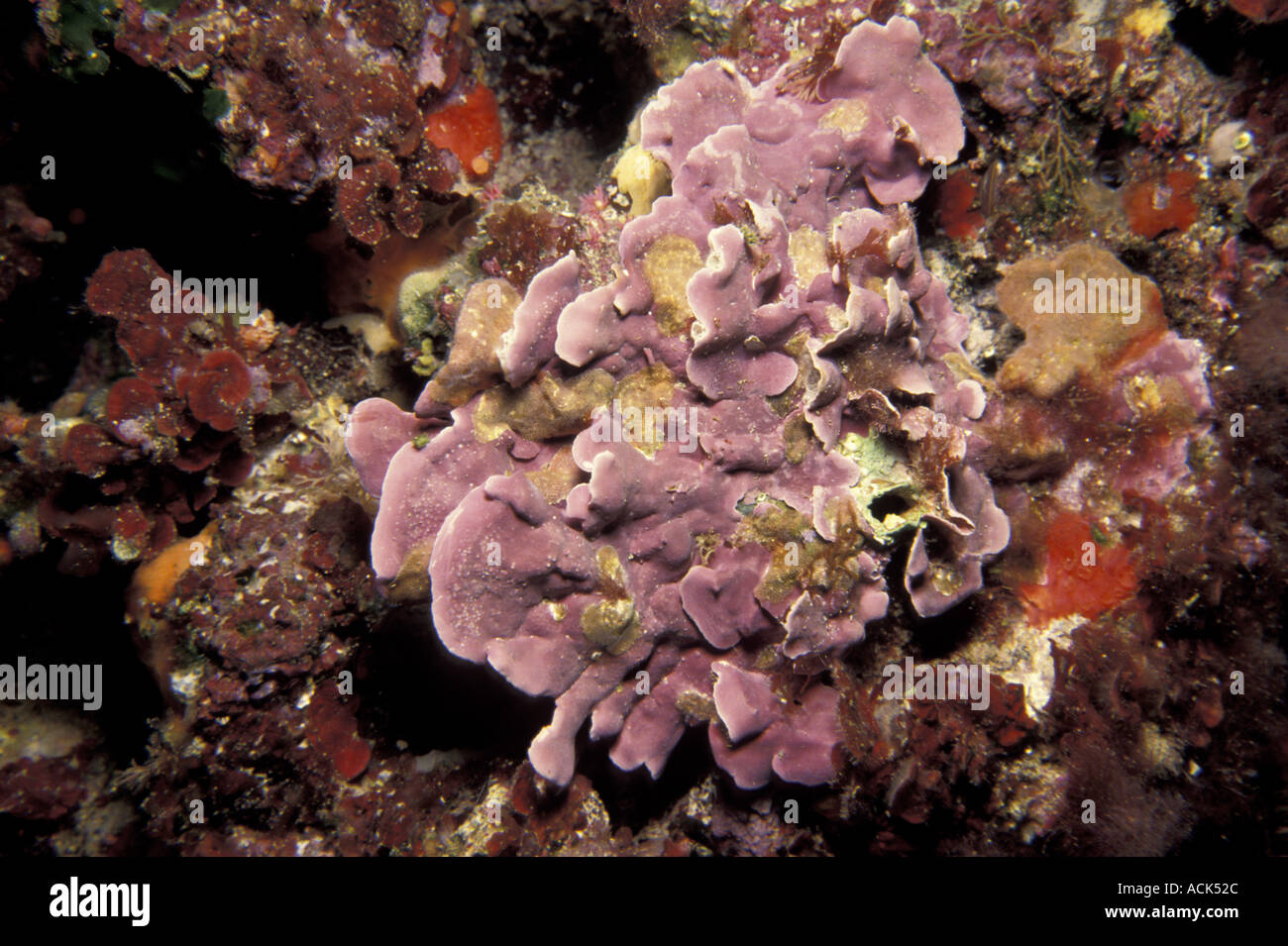 Calcareous red algae Mesophyllum uchenoides Menorca Mediterranean ...