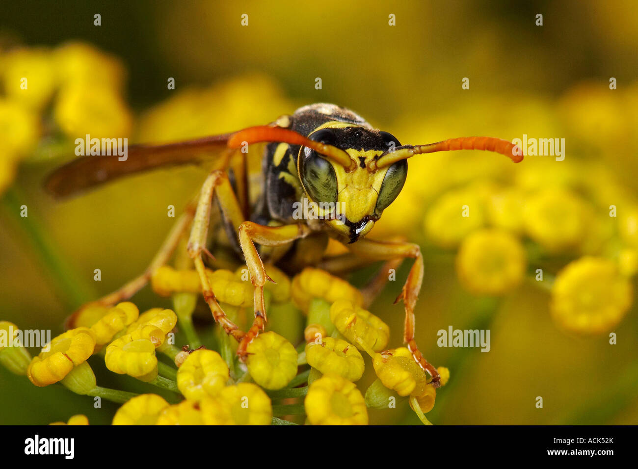 wasps Polistes gallicus Monte dos Pozos Vigo Pontevedra Galicia Spain ...