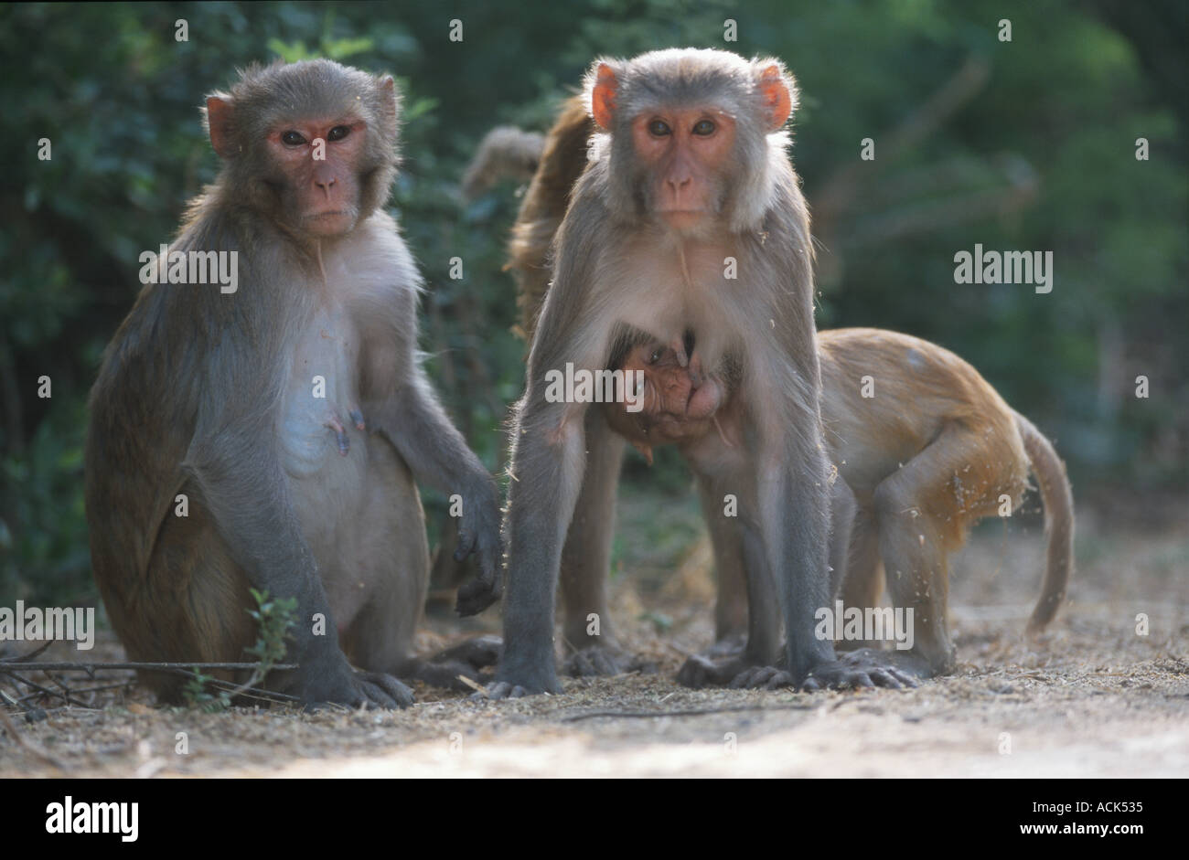 Group rhesus macaque macaca mulatta hi-res stock photography and images - Alamy