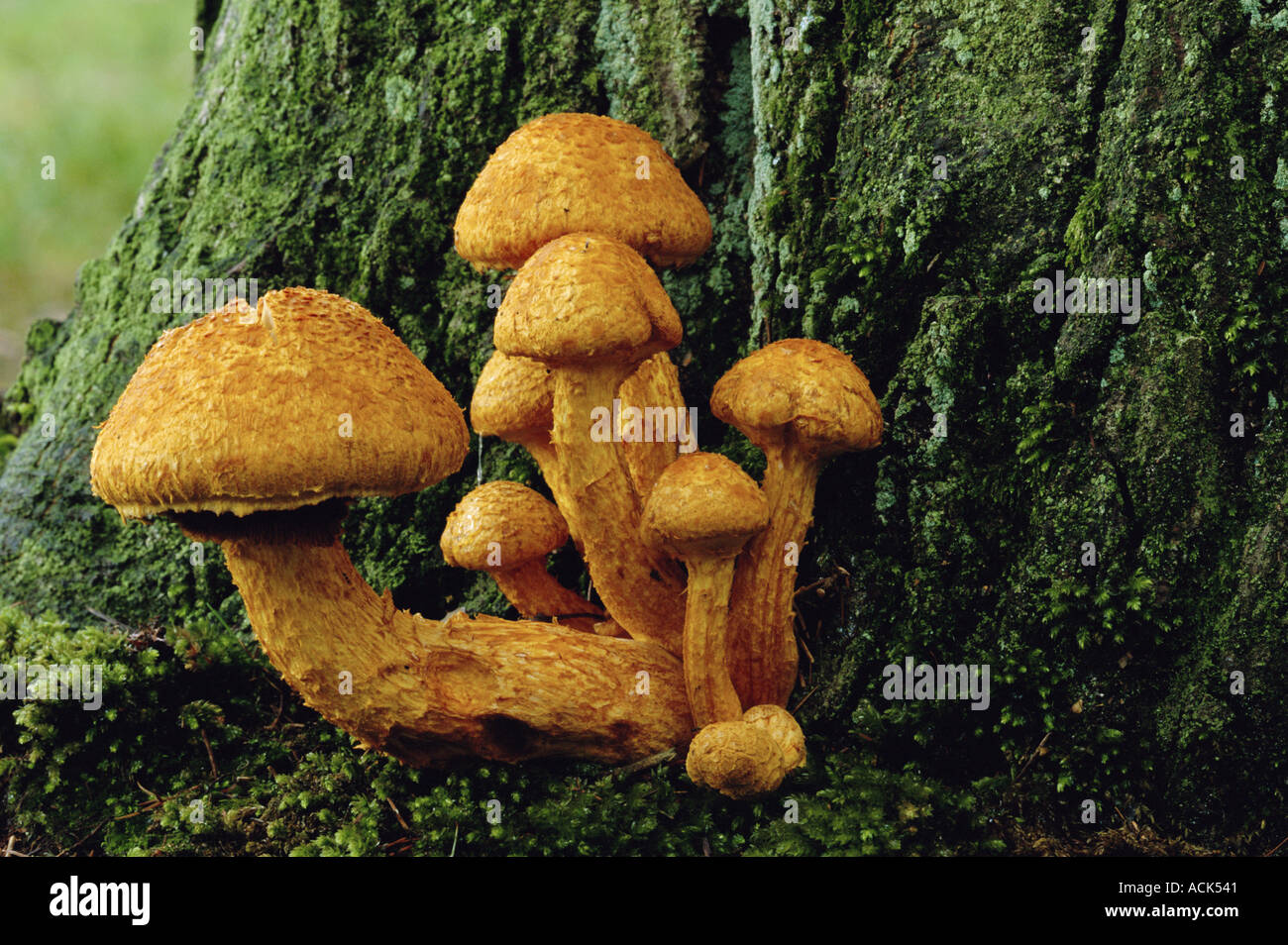 Honey fungus toadstools Armillaria mellea Belgium Stock Photo - Alamy