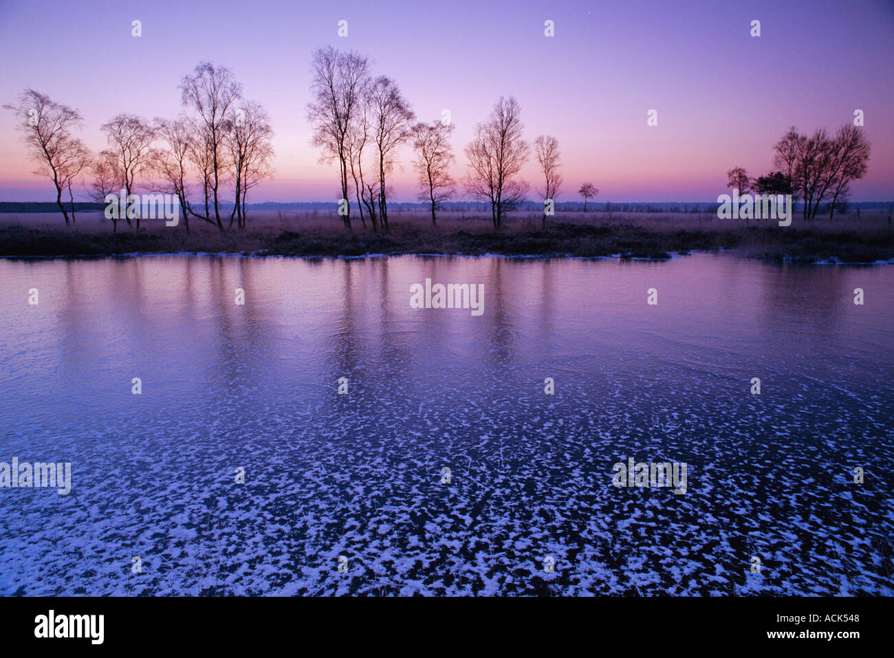 Frozen fenland with Birch trees at dawn Kalmthoutse Heide Belgium Stock ...