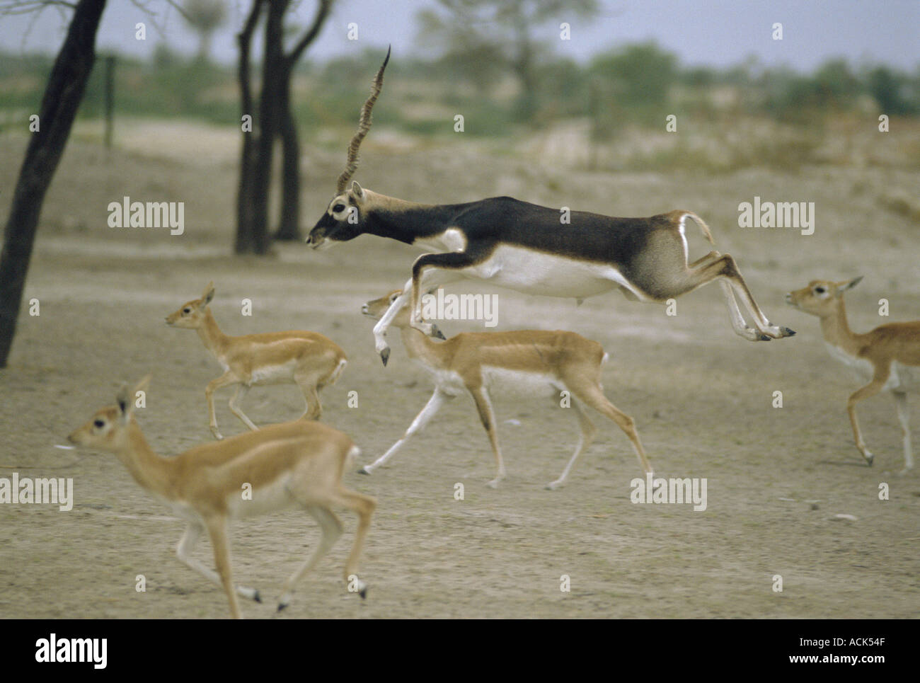 Blackbuck male leaping amongst females Antilope cervicapra Thar desert ...