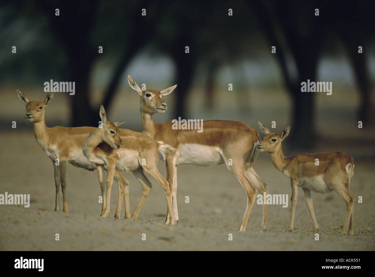 Blackbuck female juveniles Antilope cervicapra Thar desert Rajasthan ...