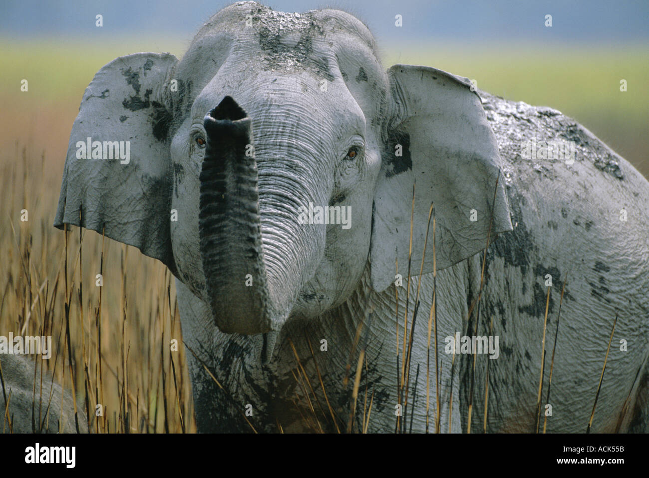 Elephants with raised trunks hi-res stock photography and images - Alamy