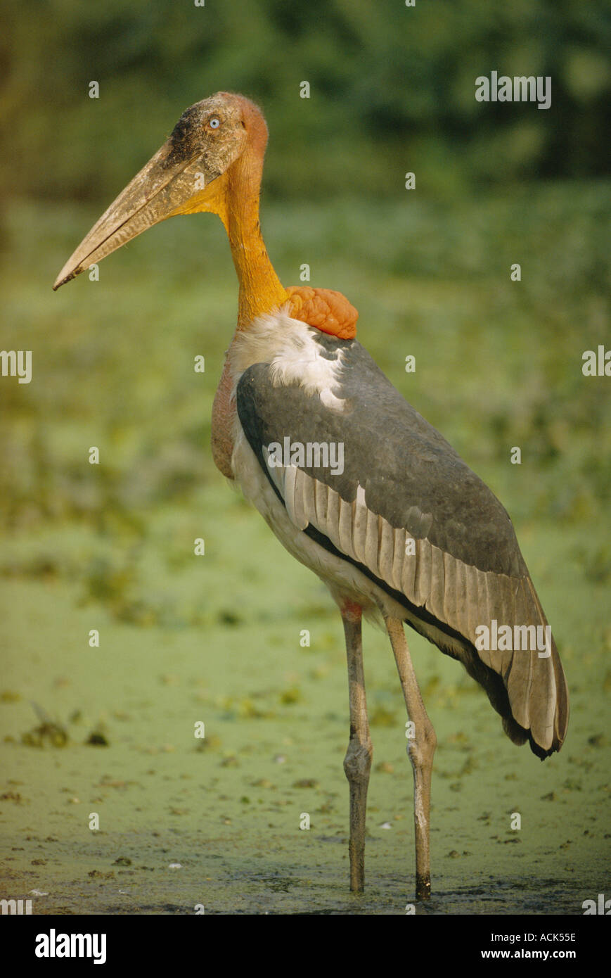 Greater adjutant stork Leptoptilos dubius Assam India Stock Photo - Alamy