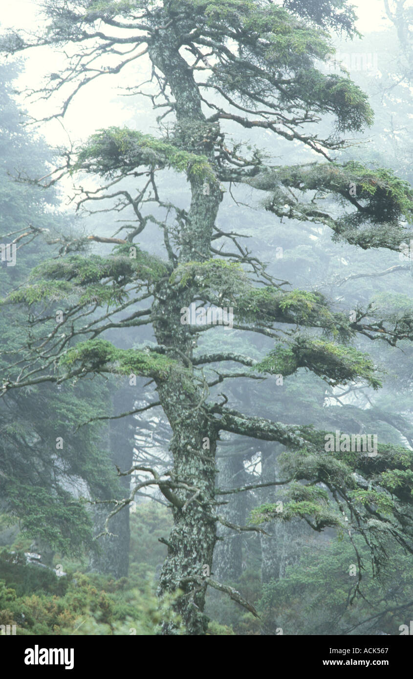 Spanish fir tree in mist Abies pinsapo Ronda Malaga Spain Stock Photo ...