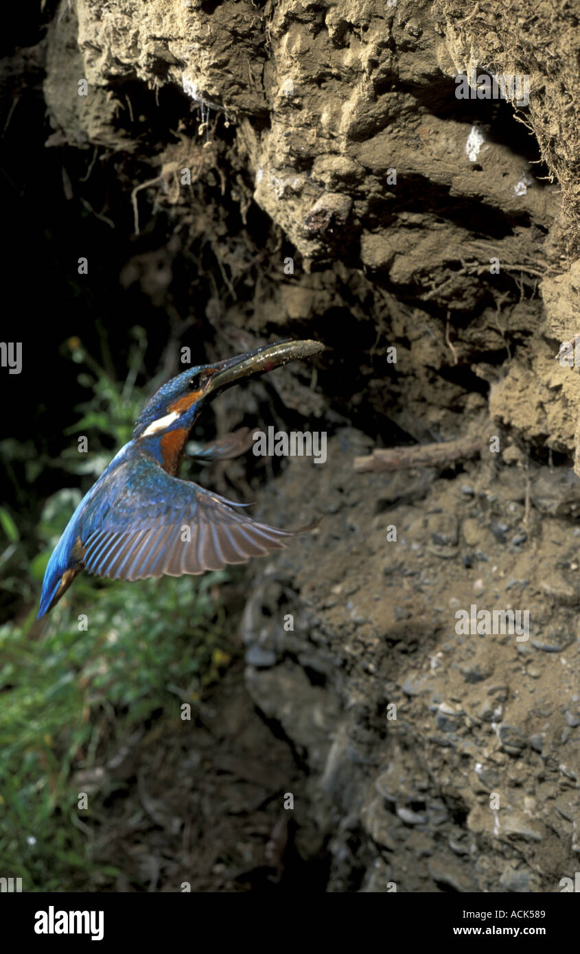 Common kingfisher flies to nest burrow with fish prey Alcedo atthis ...