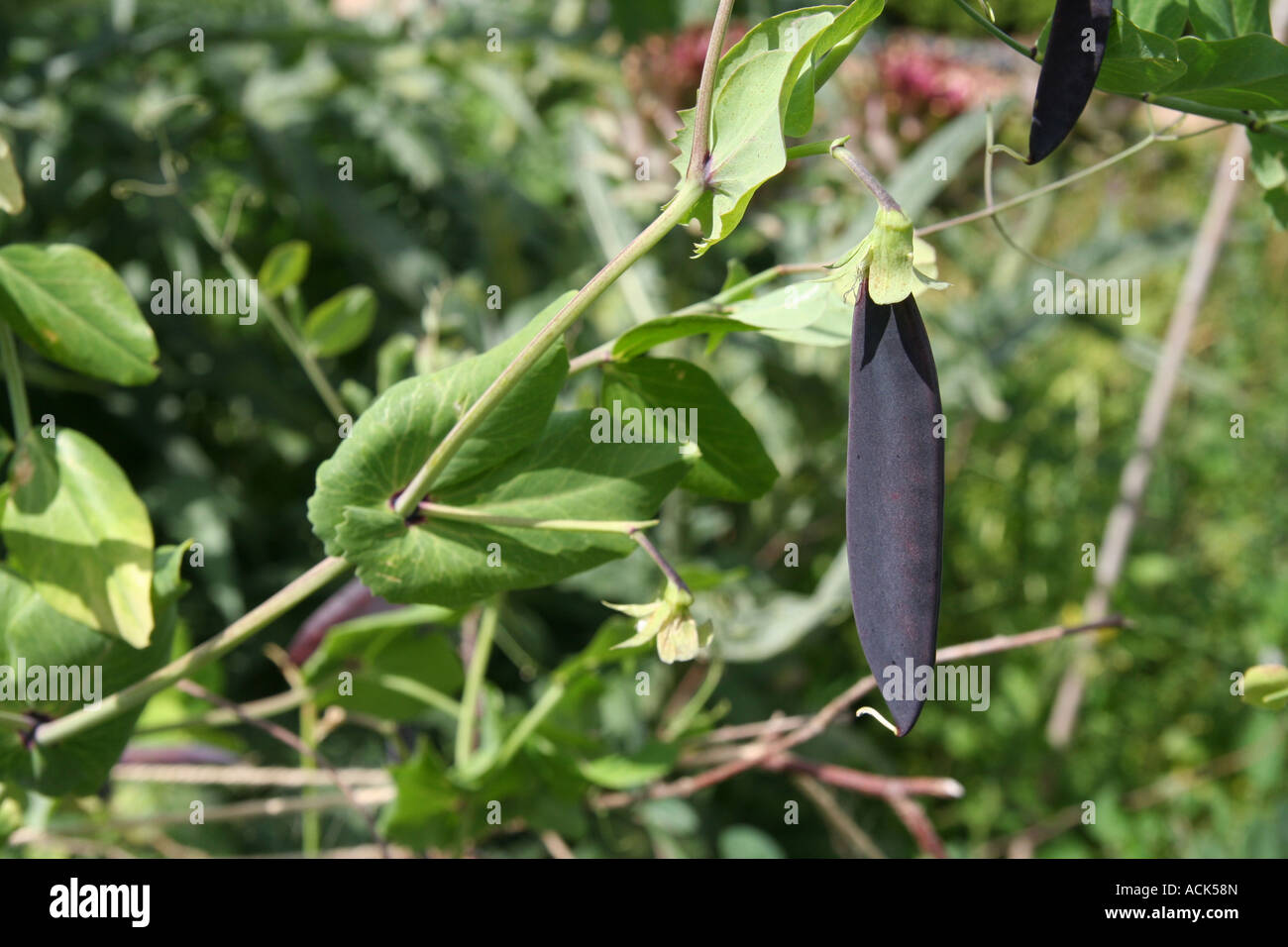 Purple podded pea, a rare heritage garden variety Stock Photo - Alamy