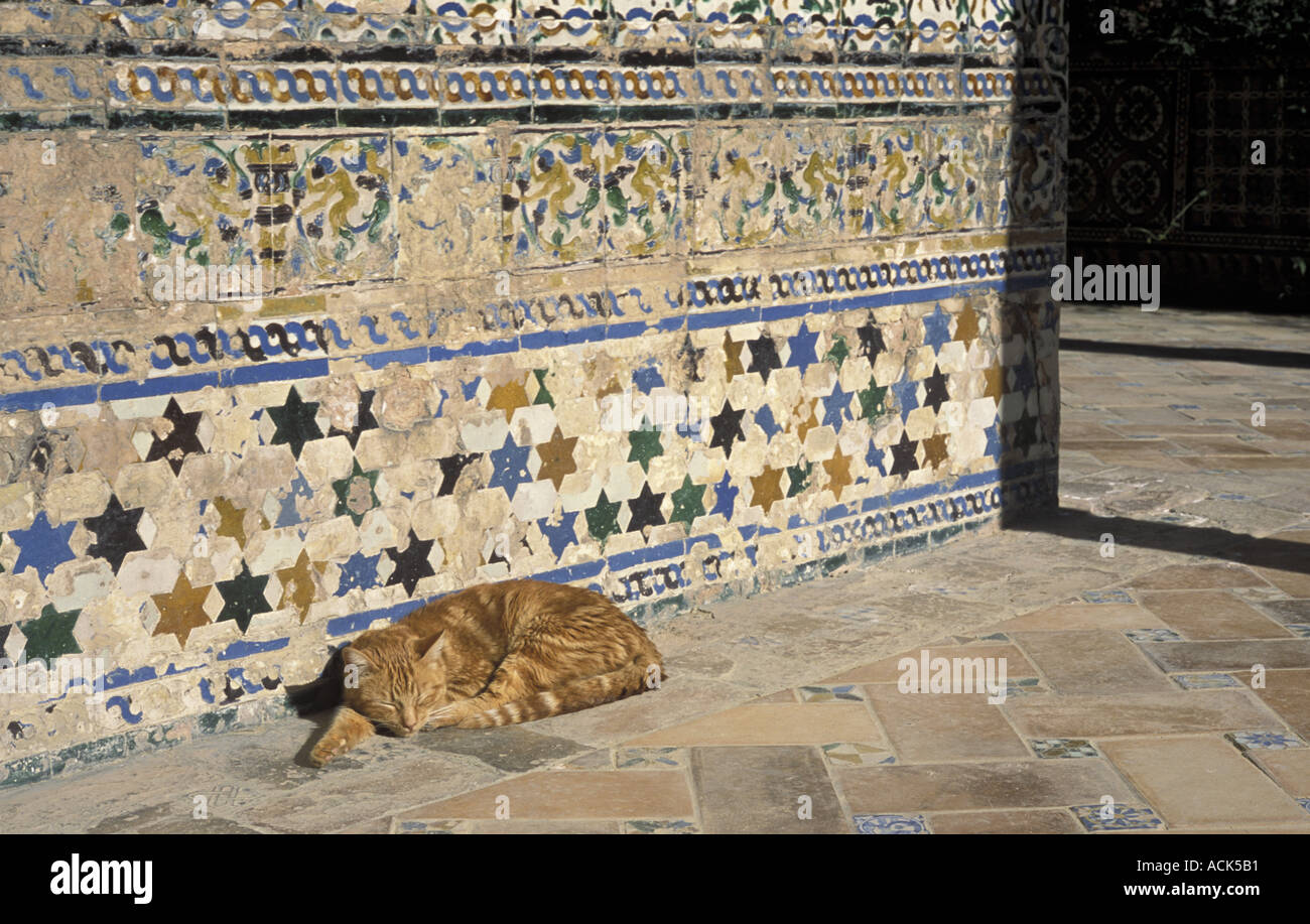 Cat seville spain hi-res stock photography and images - Alamy