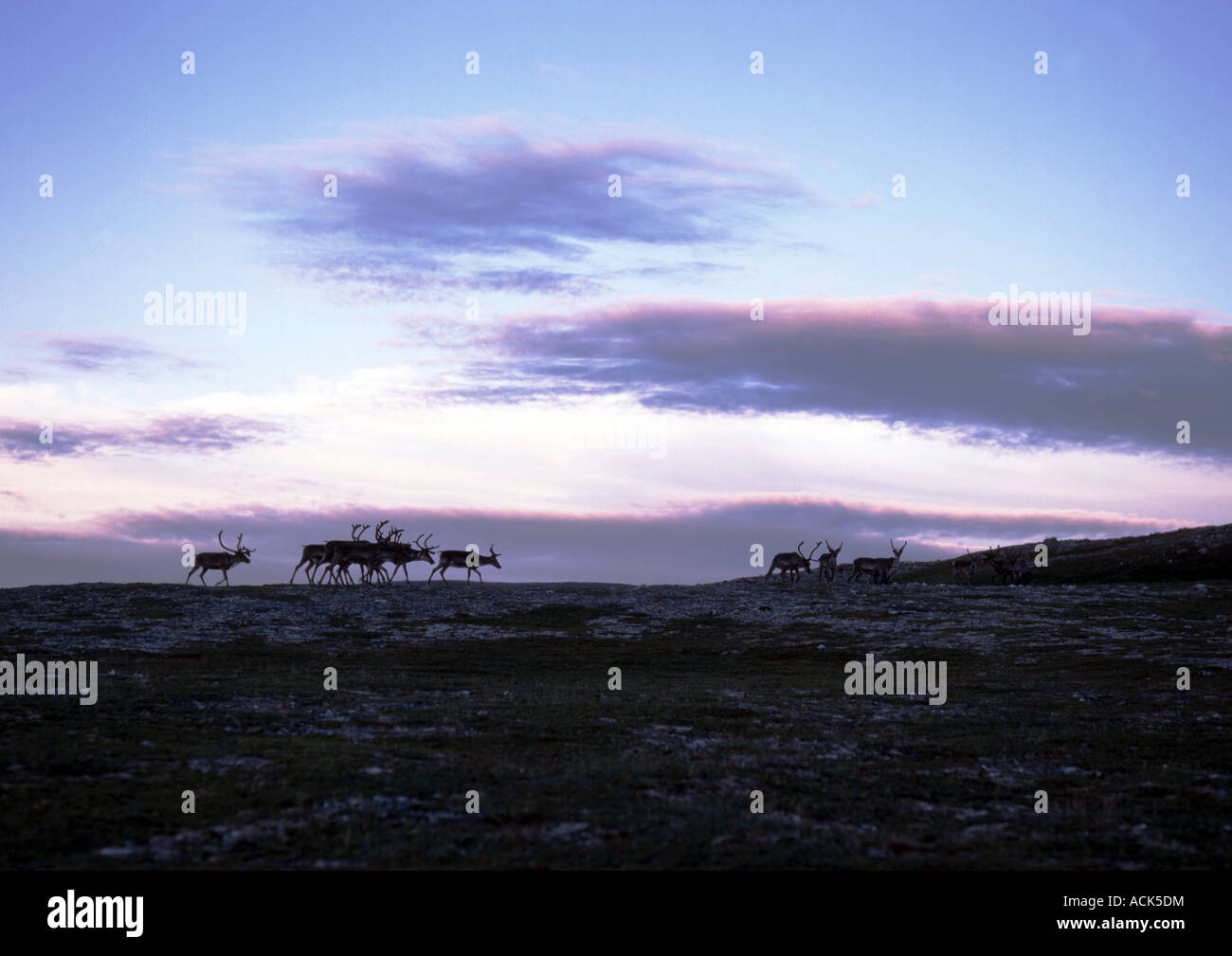 Cariboo mountains wildlife animals hi-res stock photography and images ...