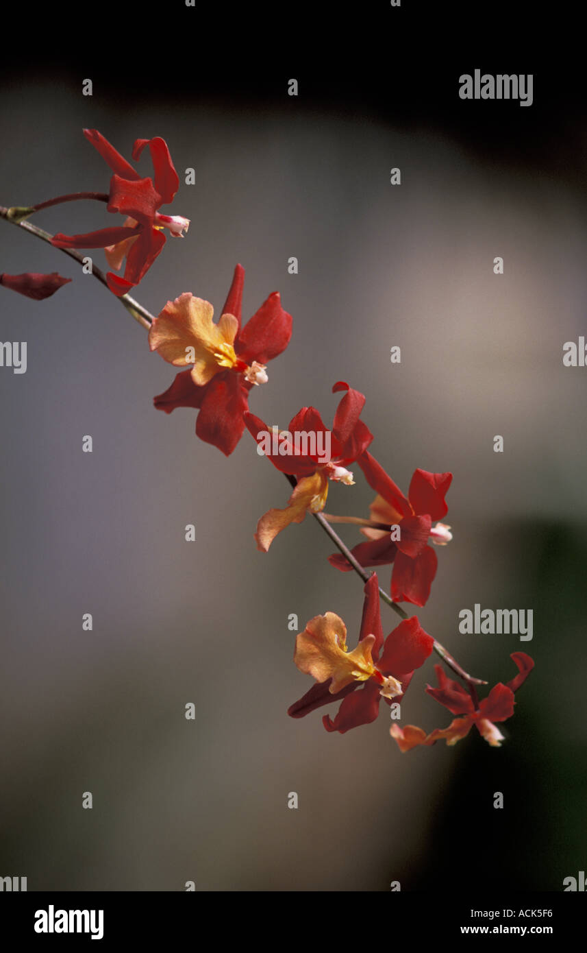 Odontoglossum orchid flower hi-res stock photography and images - Alamy