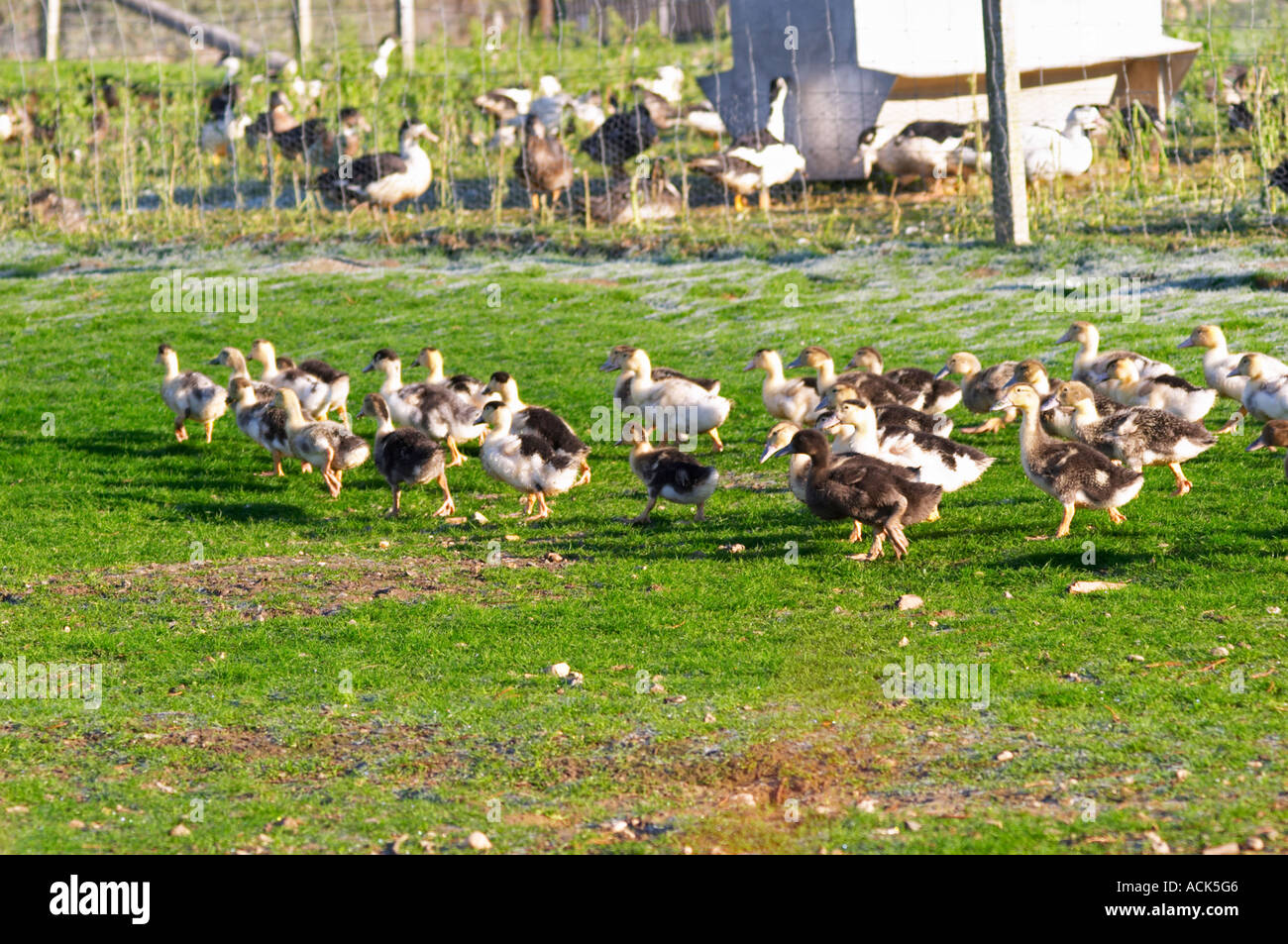 White and black ducks at a duck farm, kept outdoors for grazing before ...