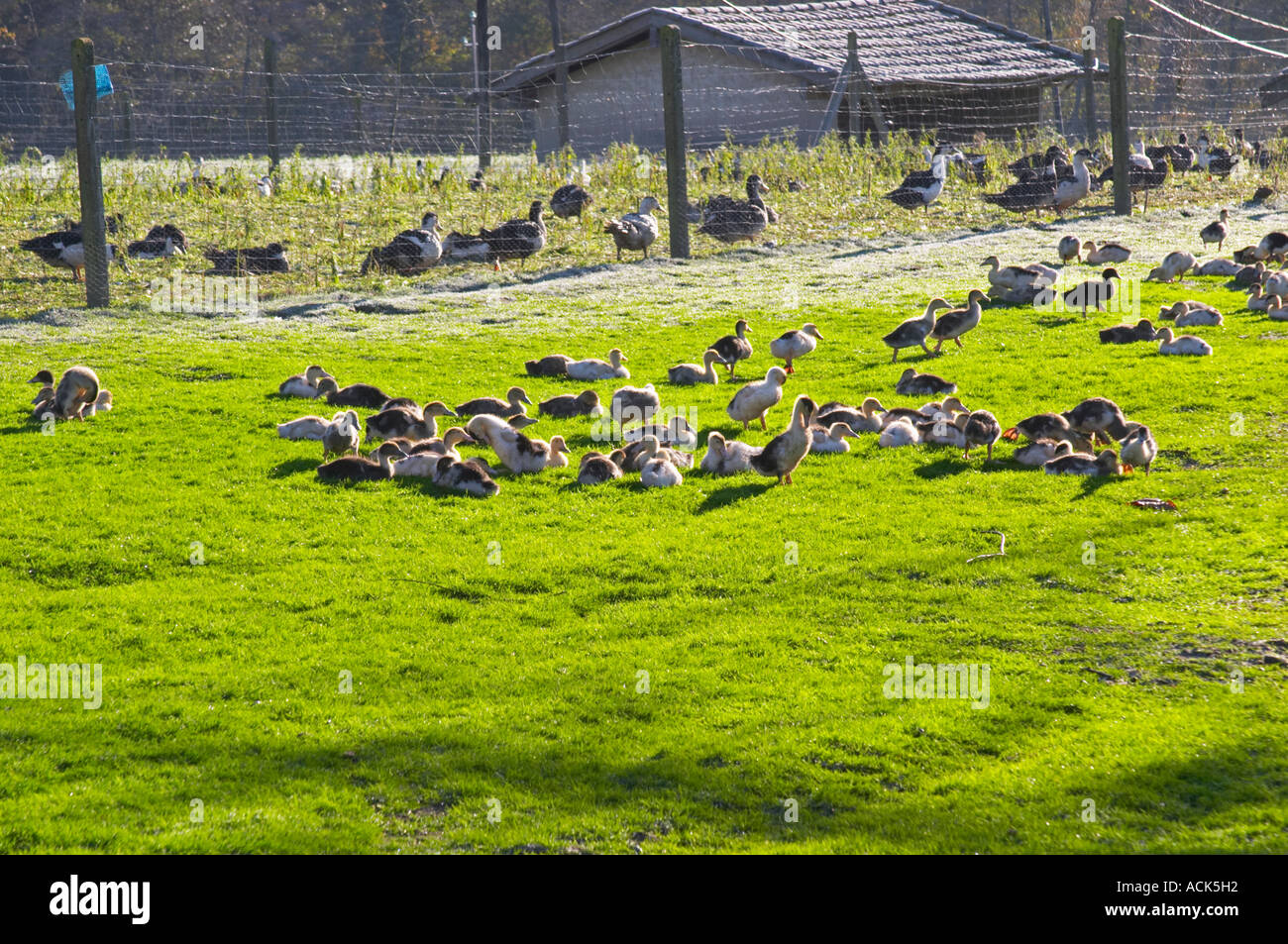 White and black ducks at a duck farm, kept outdoors for grazing before ...