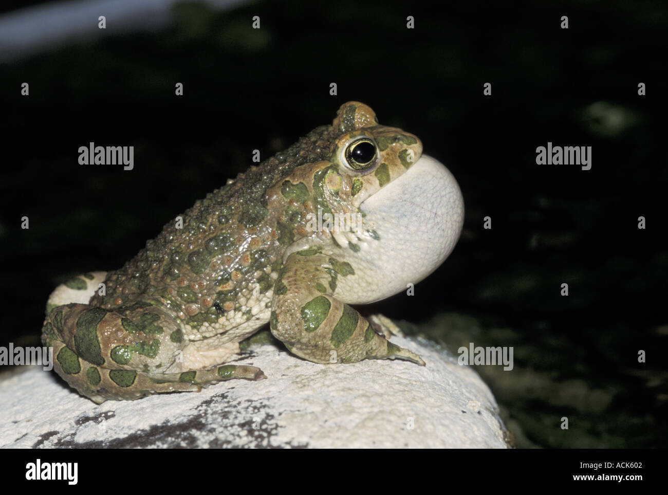 Green toad calling Bufo viridis vocal sac inflated Crete Greece Stock ...
