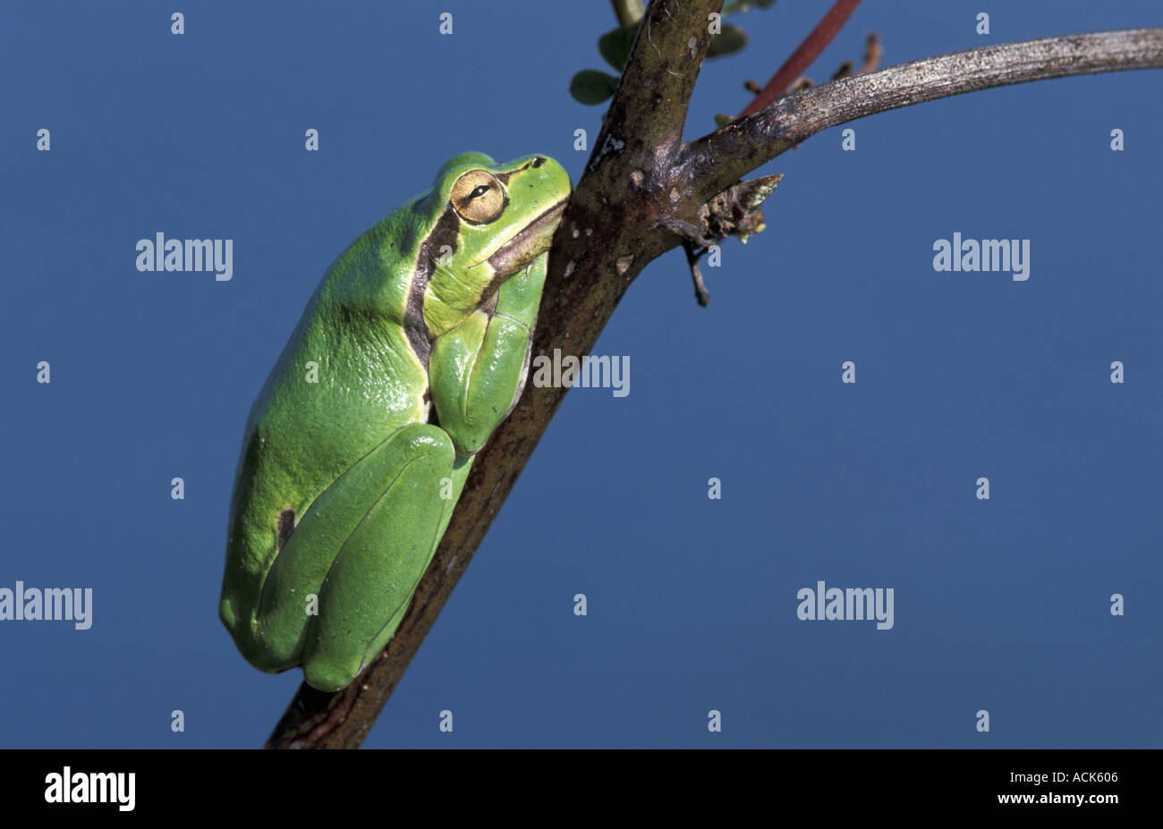 Common tree frog Hyla arborea Agia Crete Greece Stock Photo - Alamy