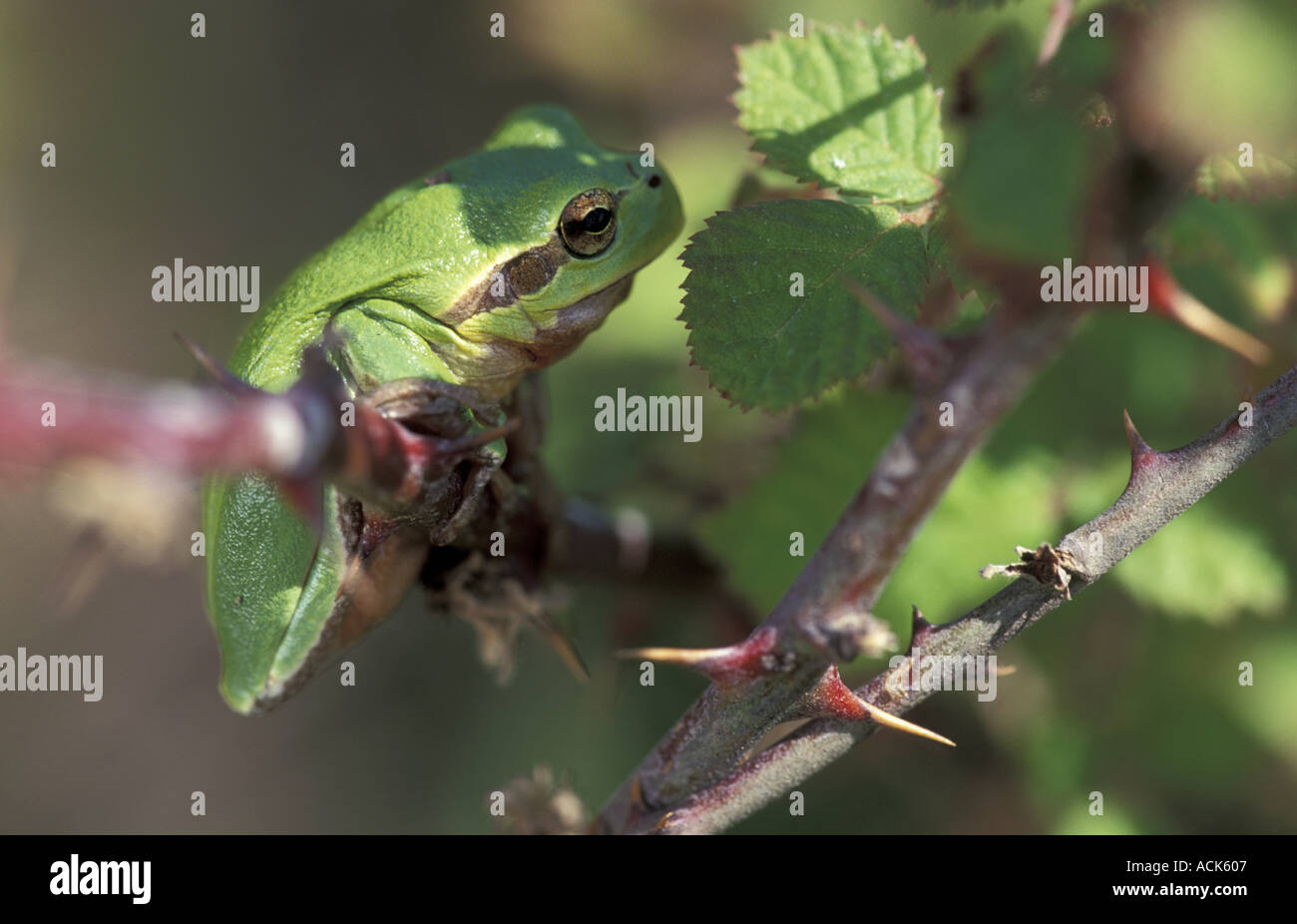 Frogs of greece hi-res stock photography and images - Alamy