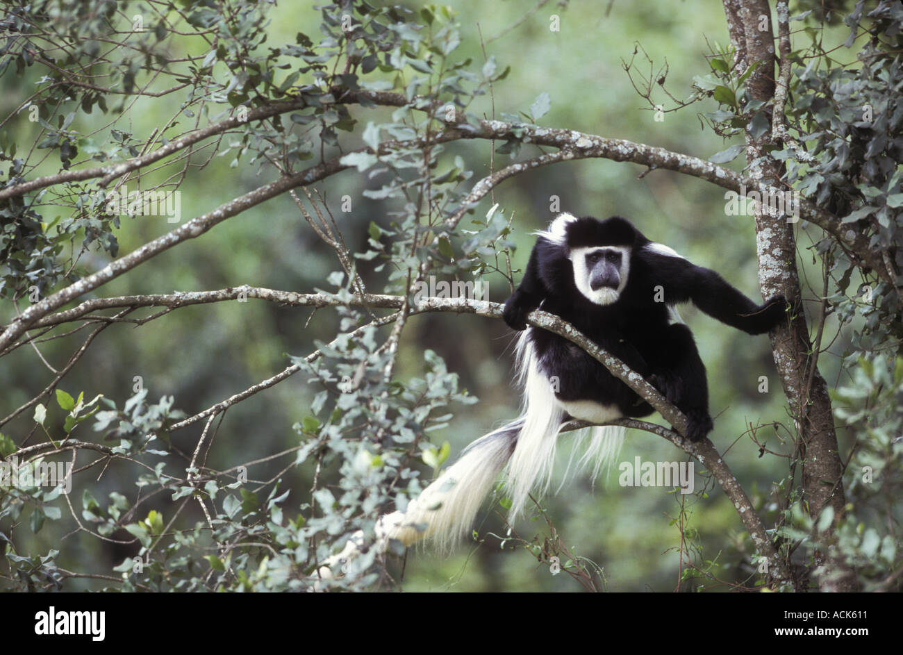 Black and white colobus monkey highland East african form. Colobus ...