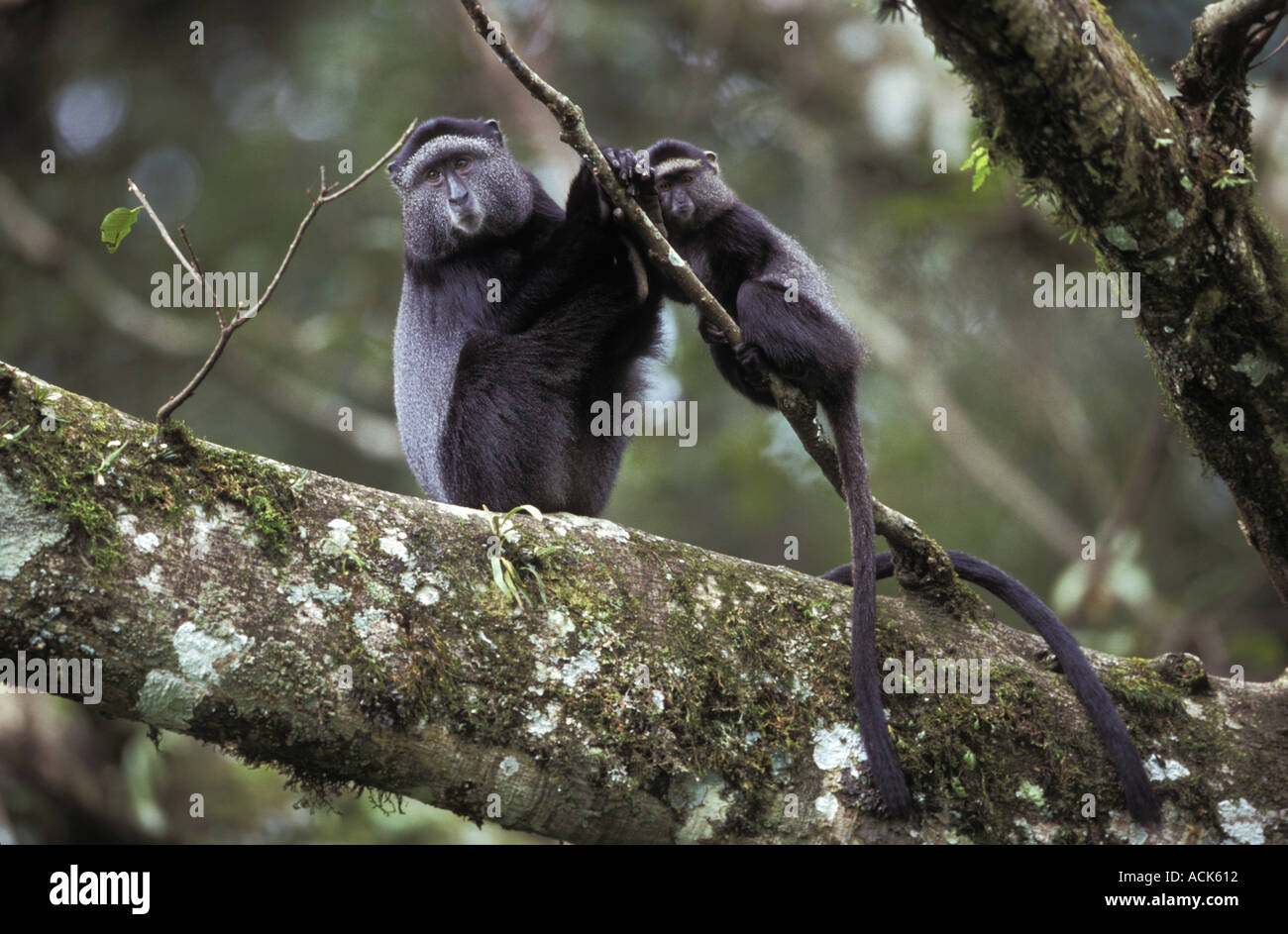Blue monkey mother and young in tree Cercopithecus mitis Kakamega ...