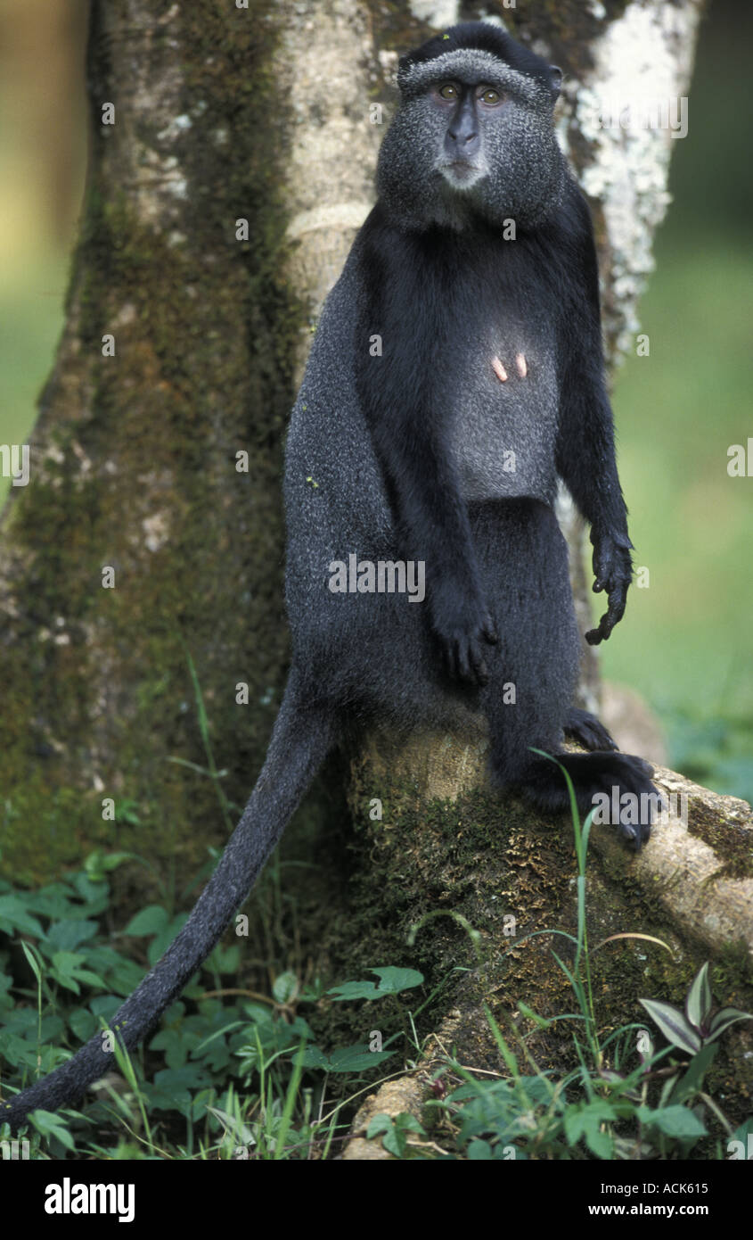 Blue monkey female standing Cercopithecus mitis Kakamega forest Kenya ...