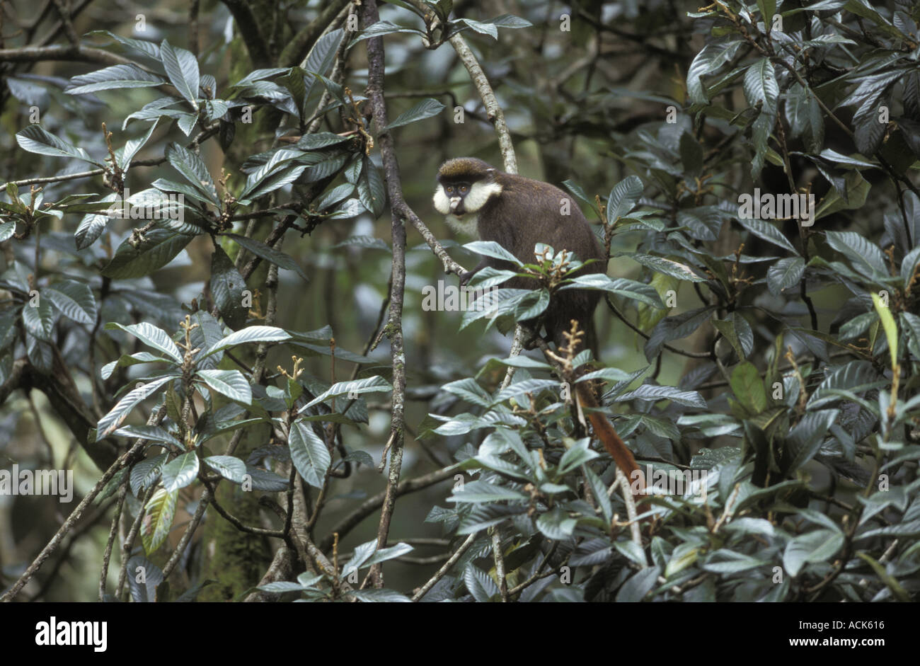 Red tailed monkey in tree Cercopithecus ascanius Kakamega forest Kenya ...