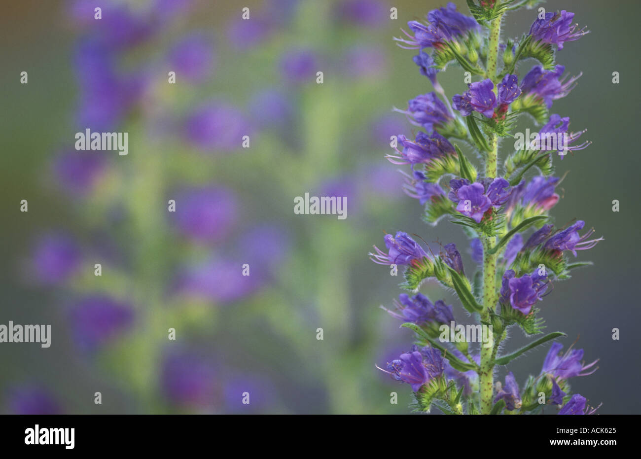 Viper s bugloss flower Echium vulgare Brasschaat Belgium Stock Photo ...