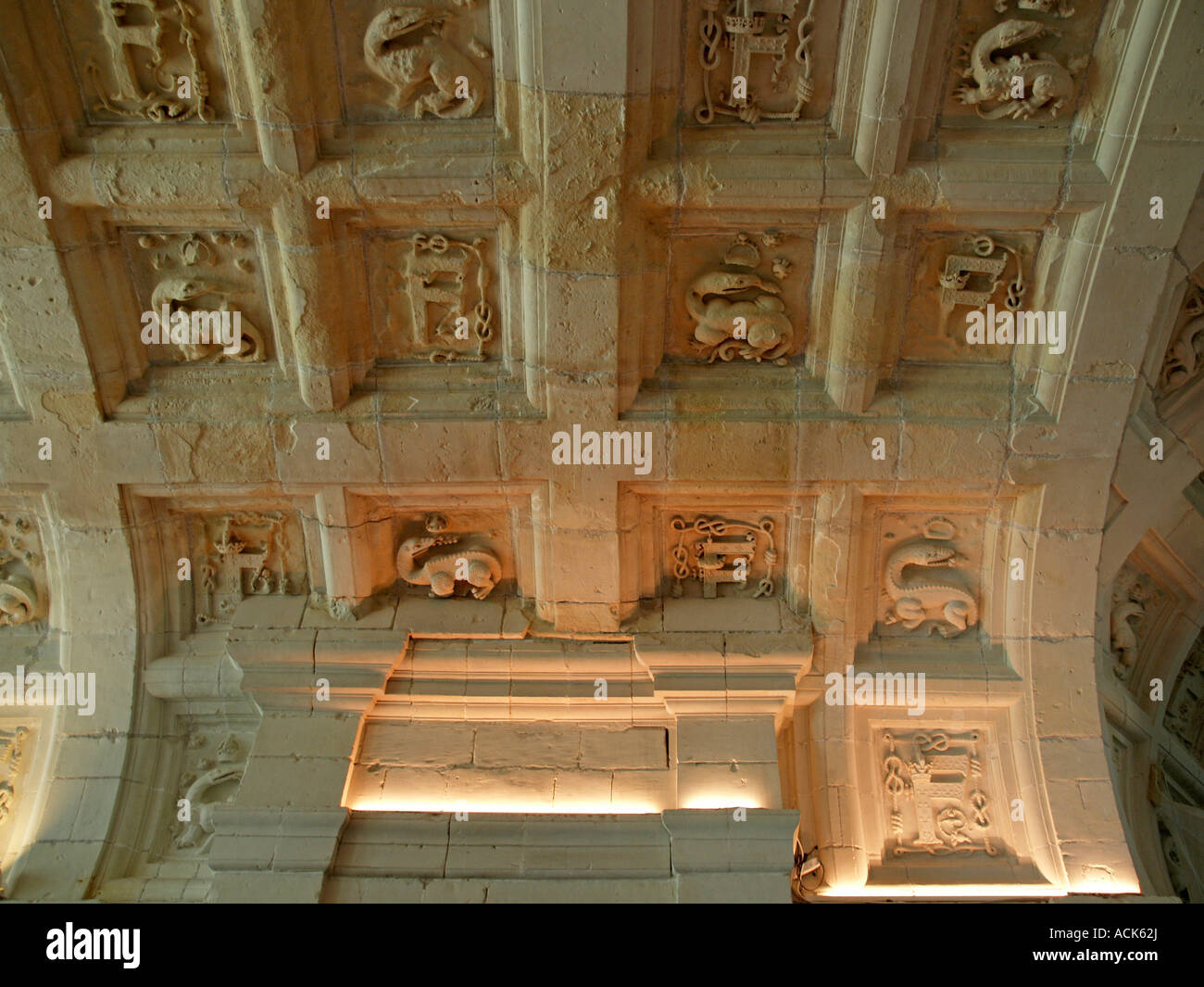 Salamander ceiling hi-res stock photography and images - Alamy