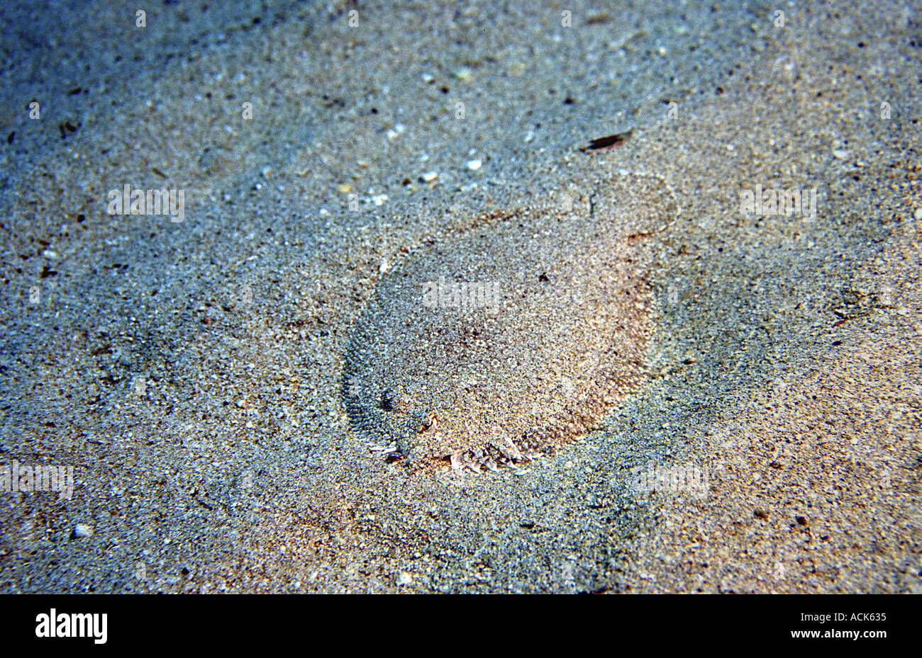 Flounder on sandy seabed hi-res stock photography and images - Alamy