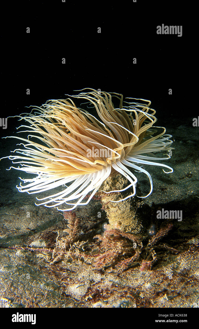 Tube sea anemone Cerianthus membranaceus Mediterranean Stock Photo - Alamy