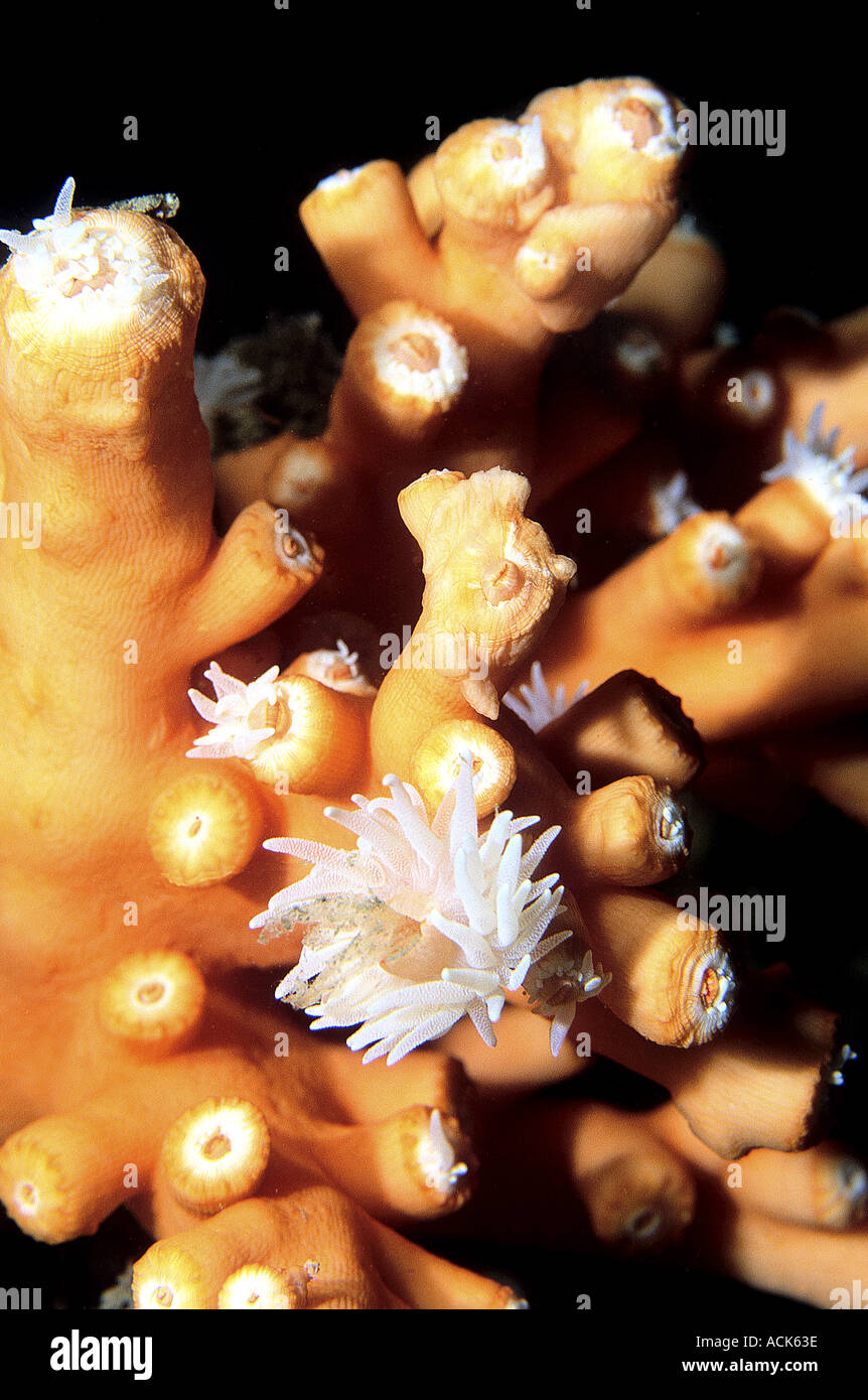 Dendrophyllia ramea coral Mediterranean Spain Stock Photo - Alamy