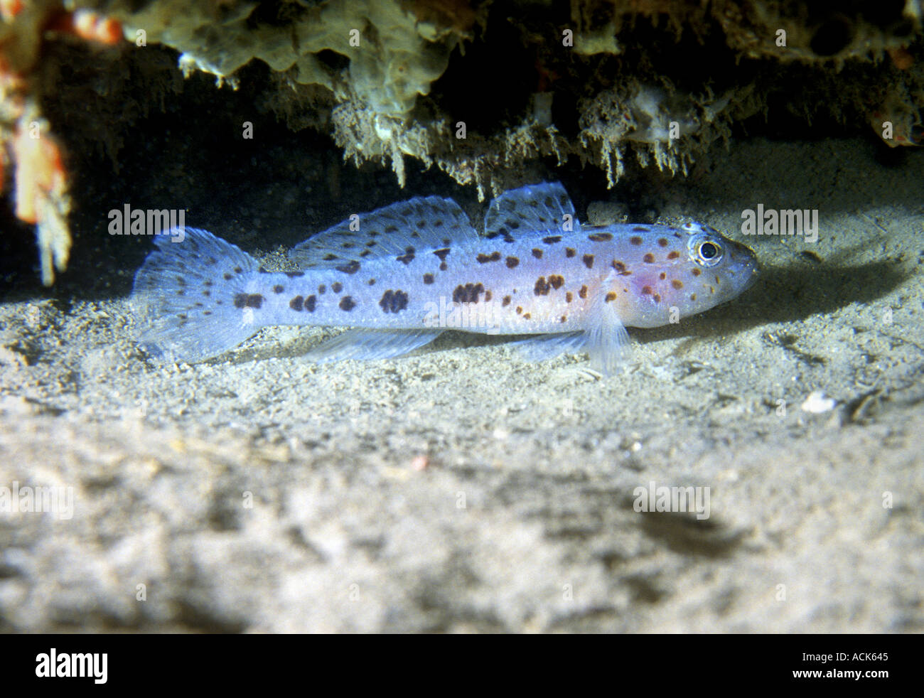 Goby Gobius sp Mediterranean Stock Photo - Alamy