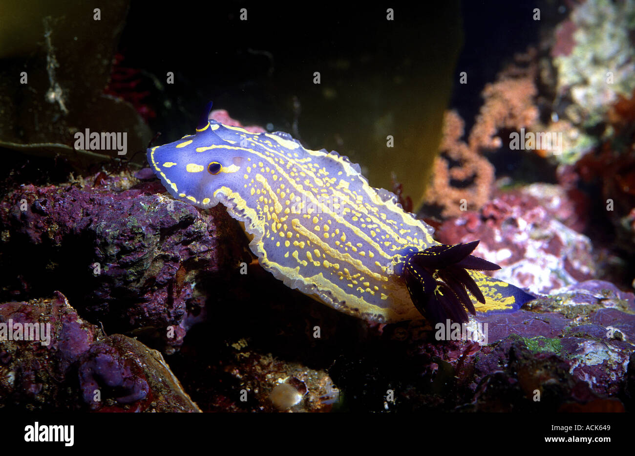 Hypselodoris picta picta hi-res stock photography and images - Alamy