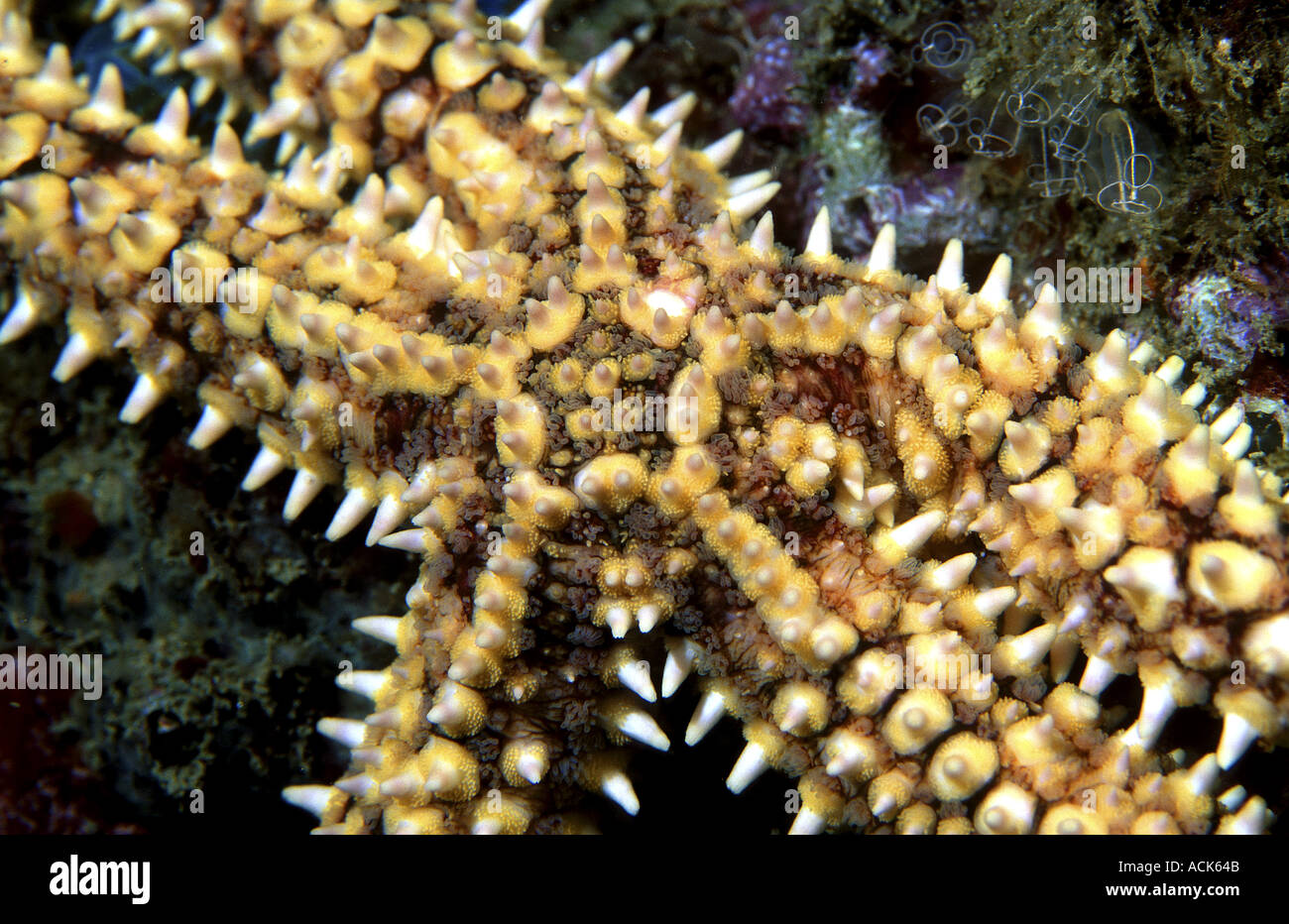 Spiny starfish close up Marthasterias glacialis Mediterranean Stock ...