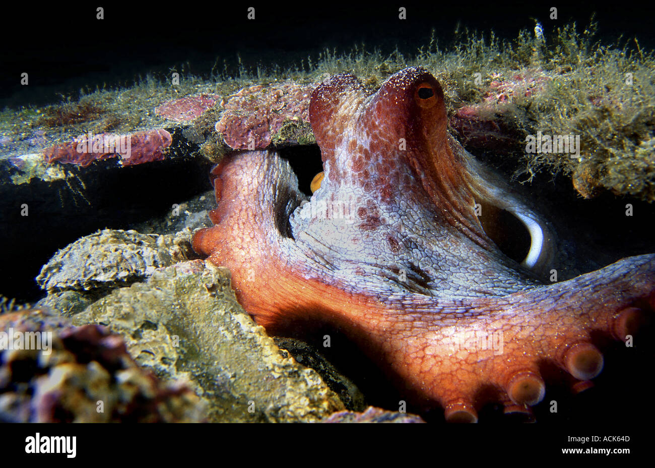 Common octopus Octpus vulgaris Mediterranean Stock Photo - Alamy
