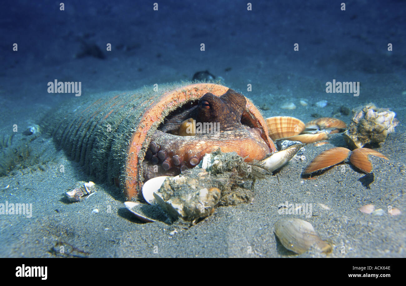 Common octopus hiding in old pipe on seabed Octpus vulgaris ...