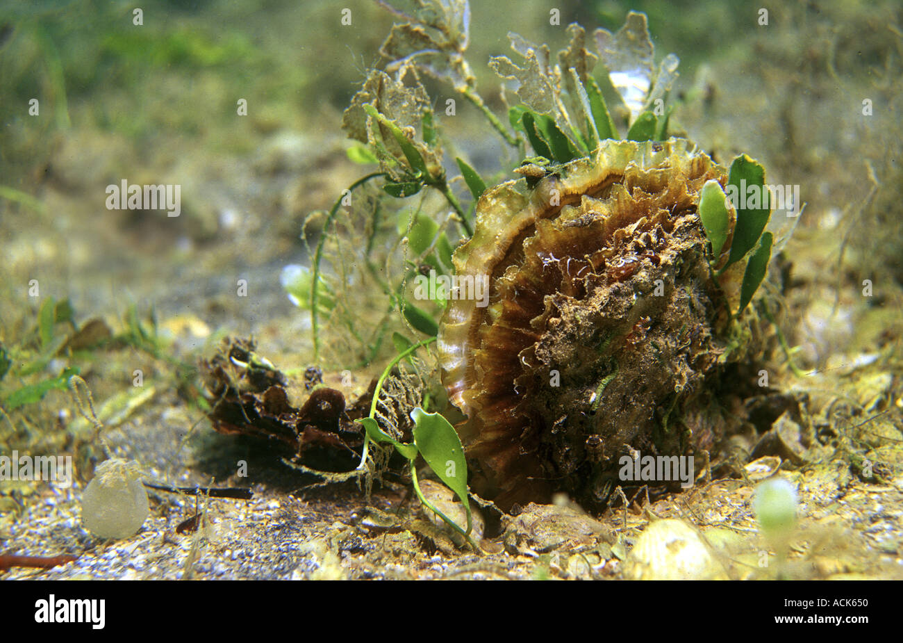 Common oyster on seabed Ostrea edulis Mediterranean Stock Photo - Alamy