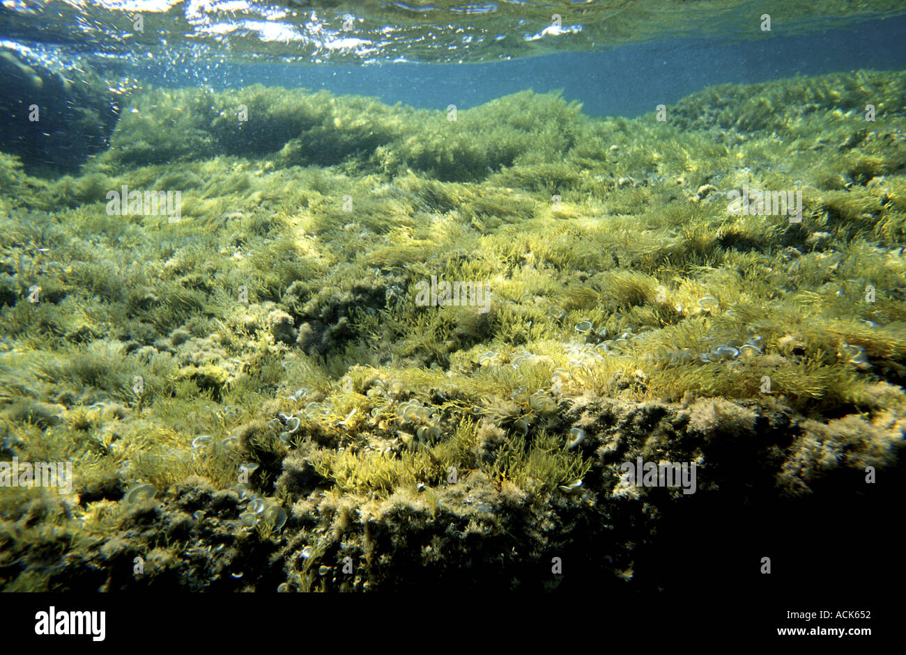 Underwater landscape of shallow rocky platform that emerges partly at ...