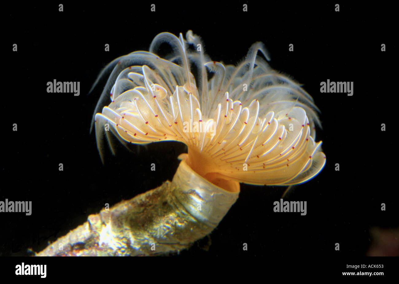 Tube worm feather duster Protula tubularia Mediterranean Stock Photo ...