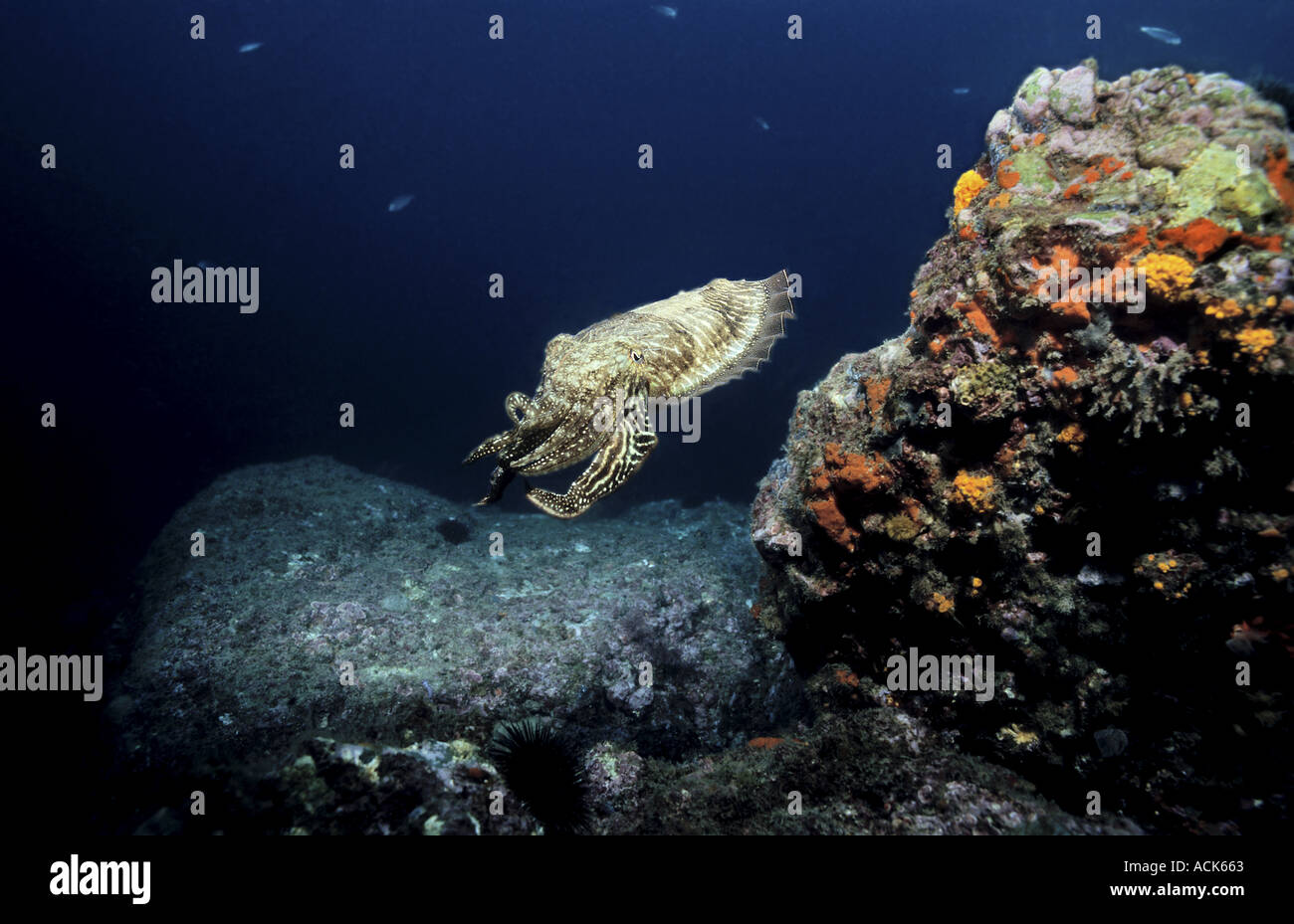 Common cuttlefish swimming Sepia officinalis Mediterranean Stock Photo ...