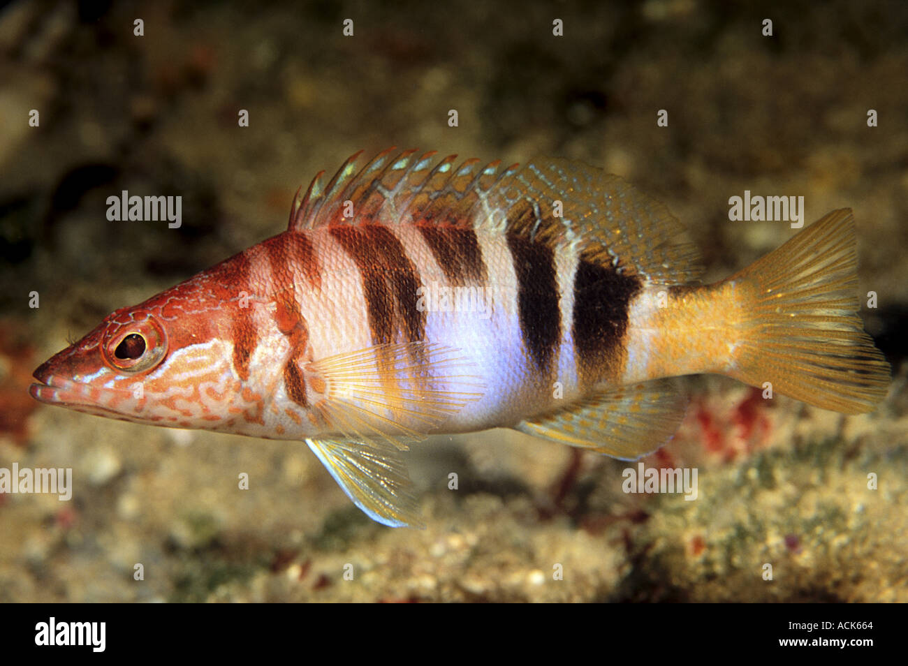 Painted comber fish Serranus scriba Mediterranean Stock Photo - Alamy