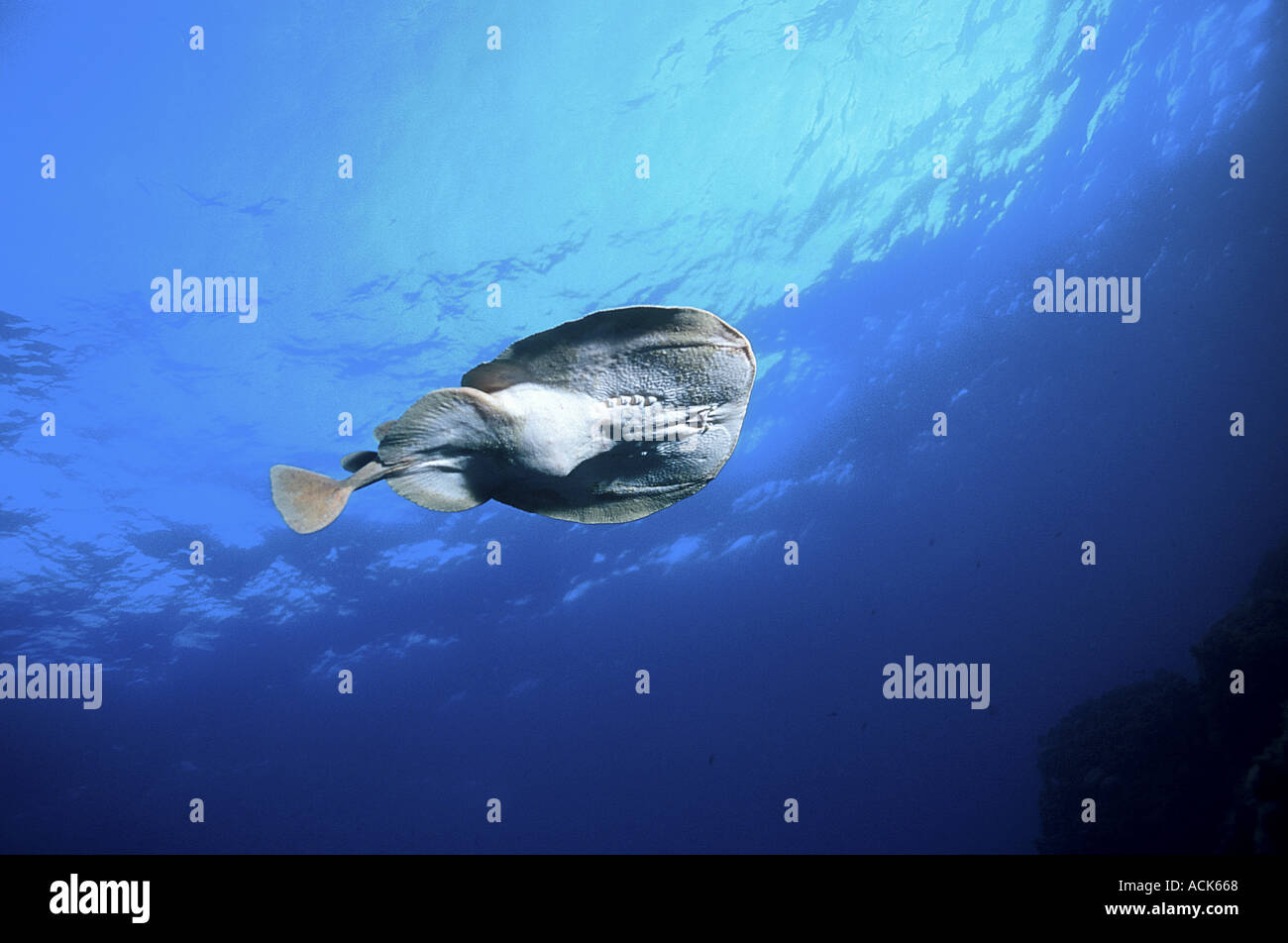 Marbled electric ray swimming Torpedo marmorata Mediterranean Stock ...