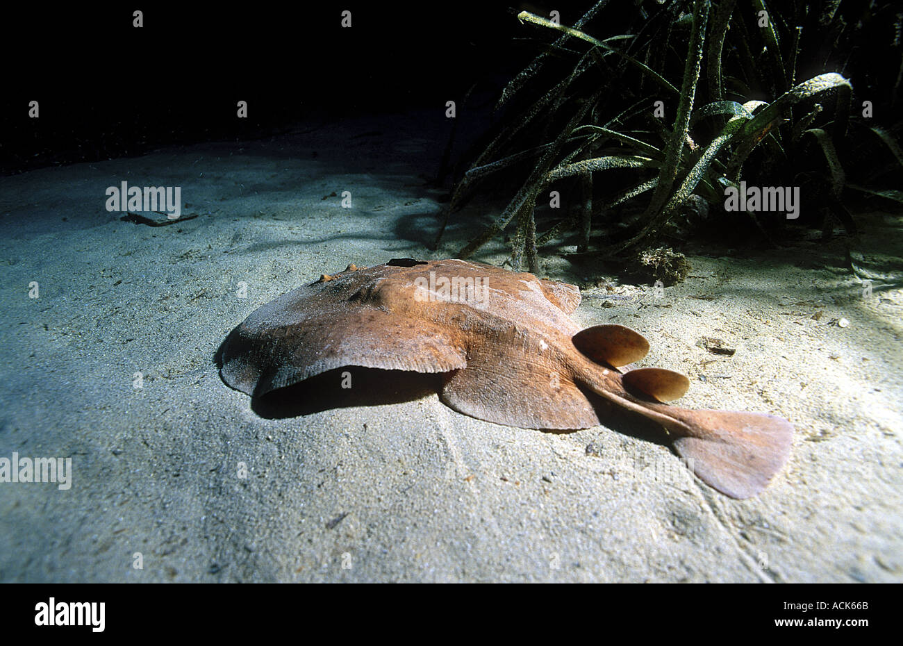 Marbled electric ray on seabed Torpedo marmorata Mediterranean Stock ...
