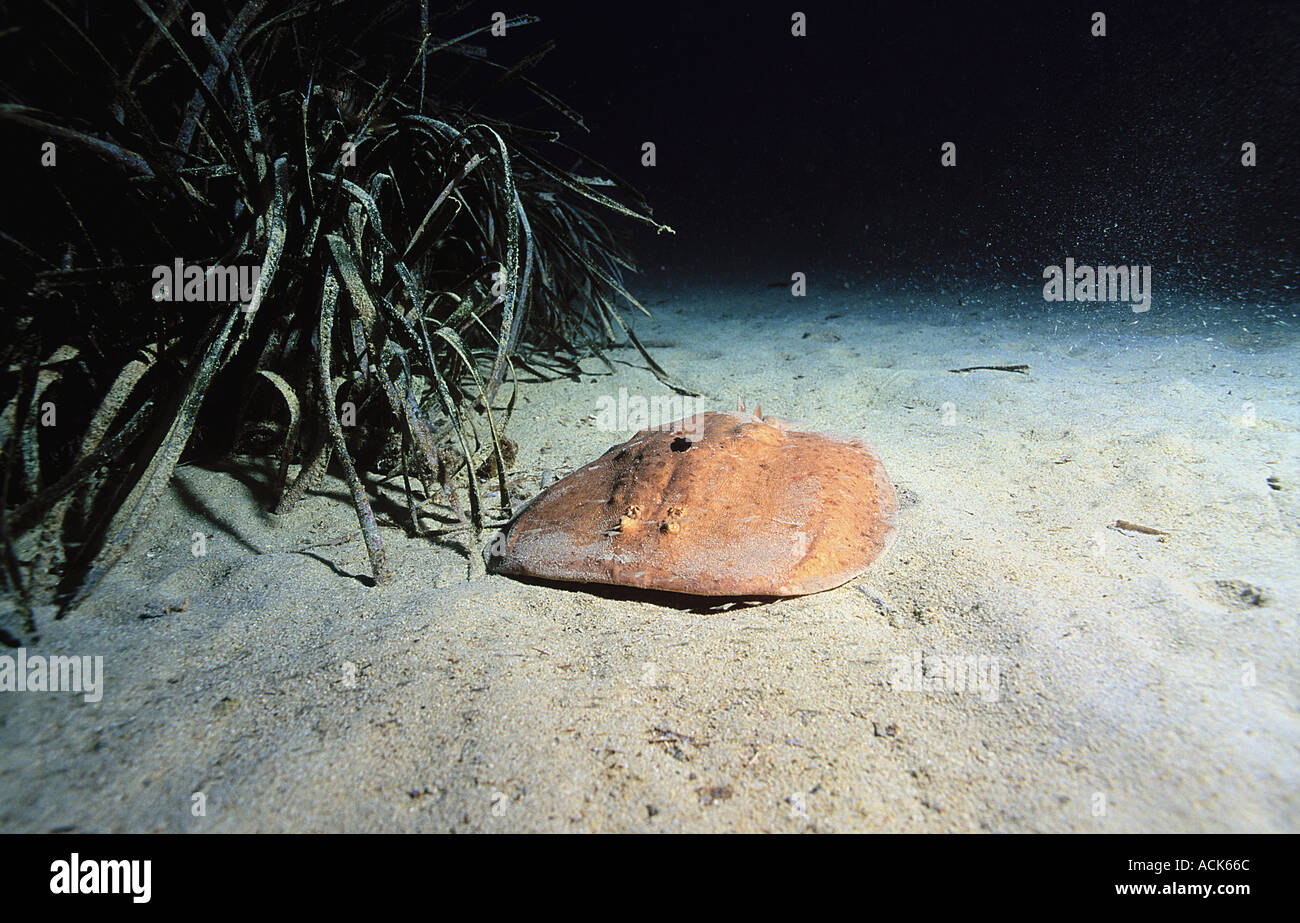 Marbled electric ray on seabed Torpedo marmorata Mediterranean Stock ...