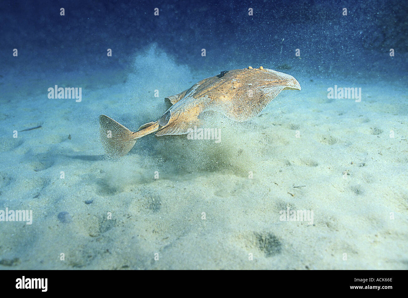 Marbled electric ray swims away from sandy seabed Torpedo marmorata ...