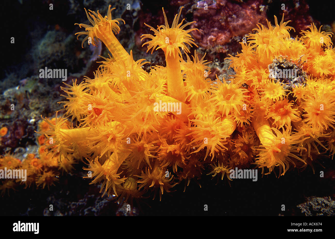 Golden cup coral polyps Astroides calycularis Mediterranean Stock Photo ...
