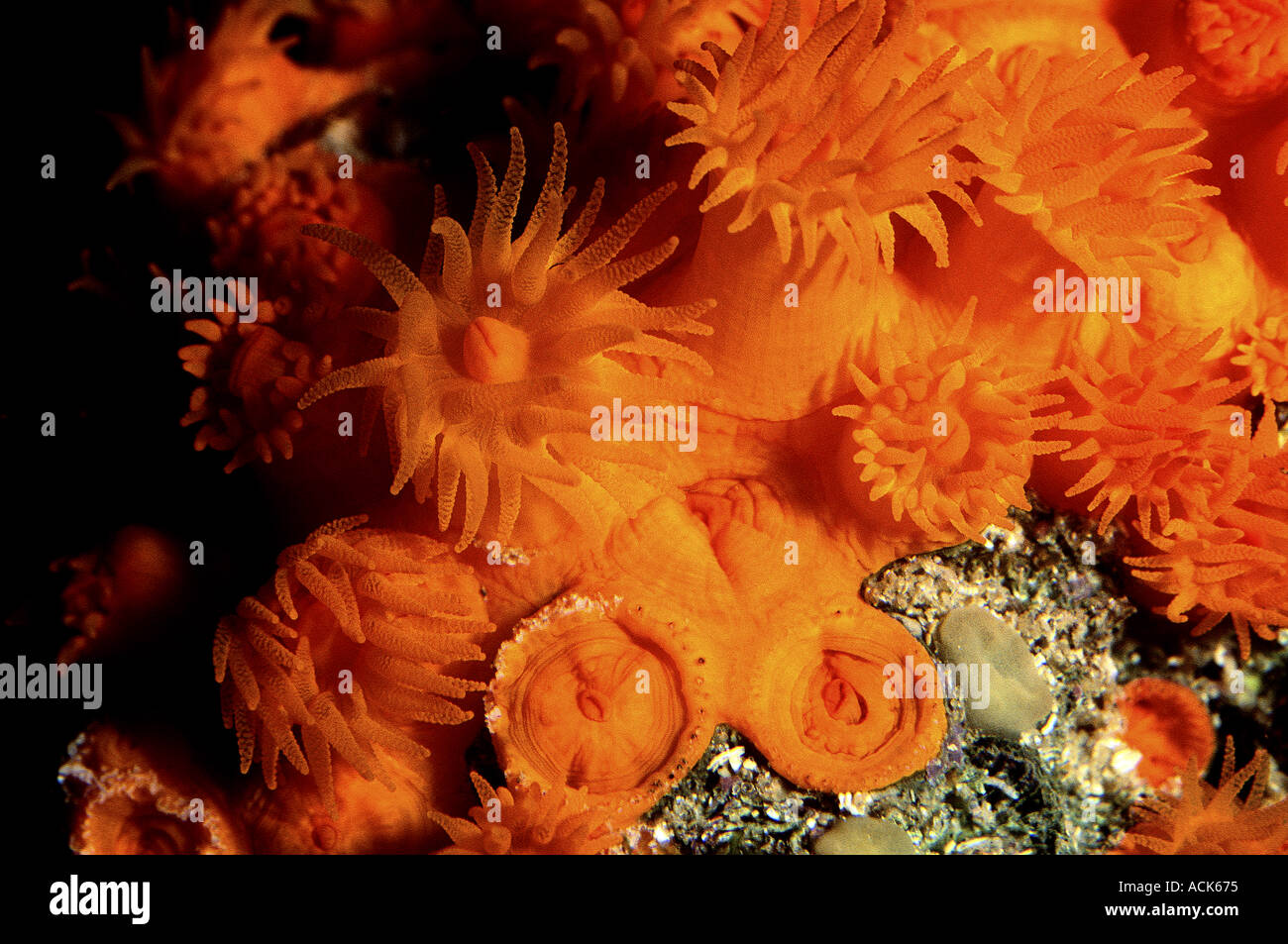 Astroides Calycularis High Resolution Stock Photography and Images - Alamy