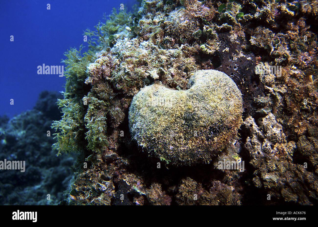 Alga codium hi-res stock photography and images - Alamy