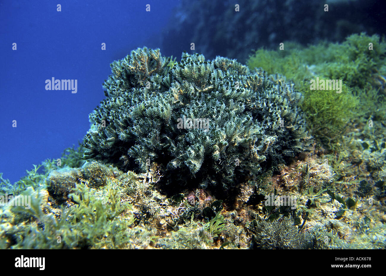 Codium vermilara mediterranean hi-res stock photography and images - Alamy